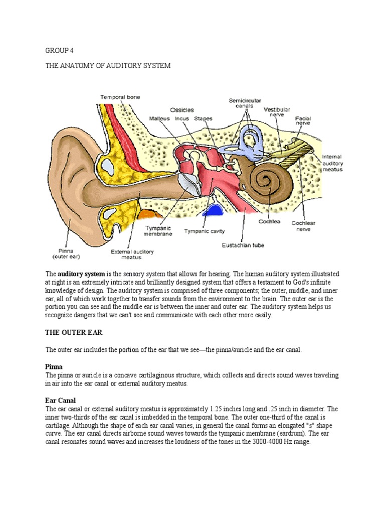 Auditory System | Auditory System | Ear
