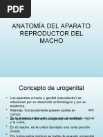 Aparato Reproductor Del Cerdo y La Cerda | PDF | Testículo | Semen
