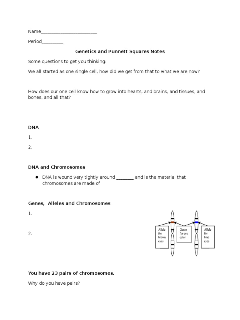 Genetics and Punnett Squares Notes | PDF | Wellness