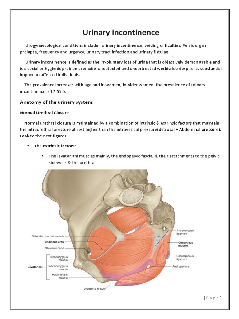 Urinary Incontinence | PDF | Urinary Incontinence | Urination