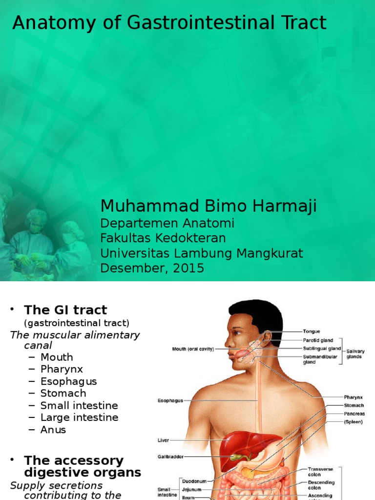 Git Anatomy | PDF | Abdomen | Large Intestine