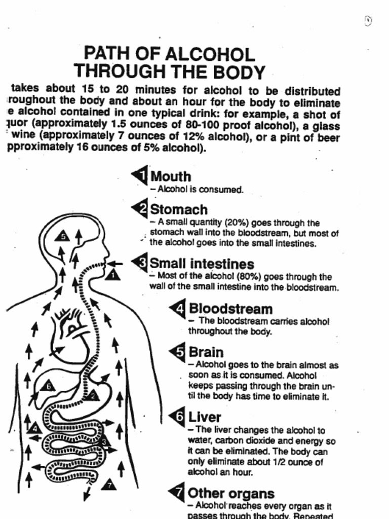 Path of Alcohol Through Body | PDF