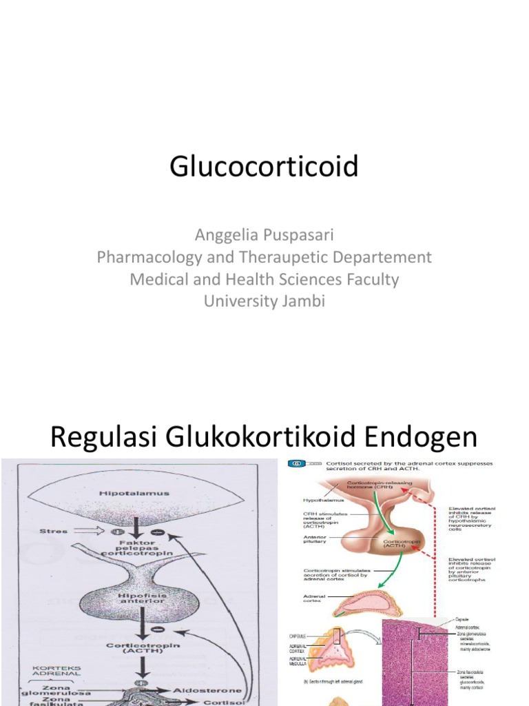 Antiinflamasi Steroid Glucocorticoid | PDF | Glucocorticoid | Monocyte