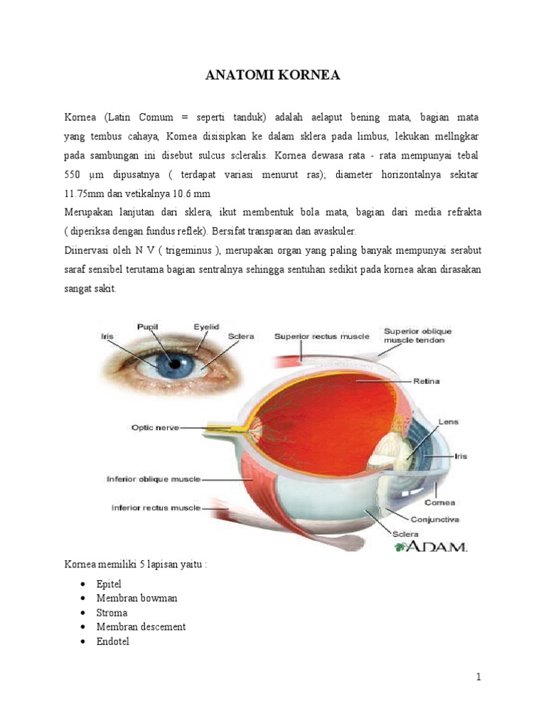 ANATOMI KORNEA