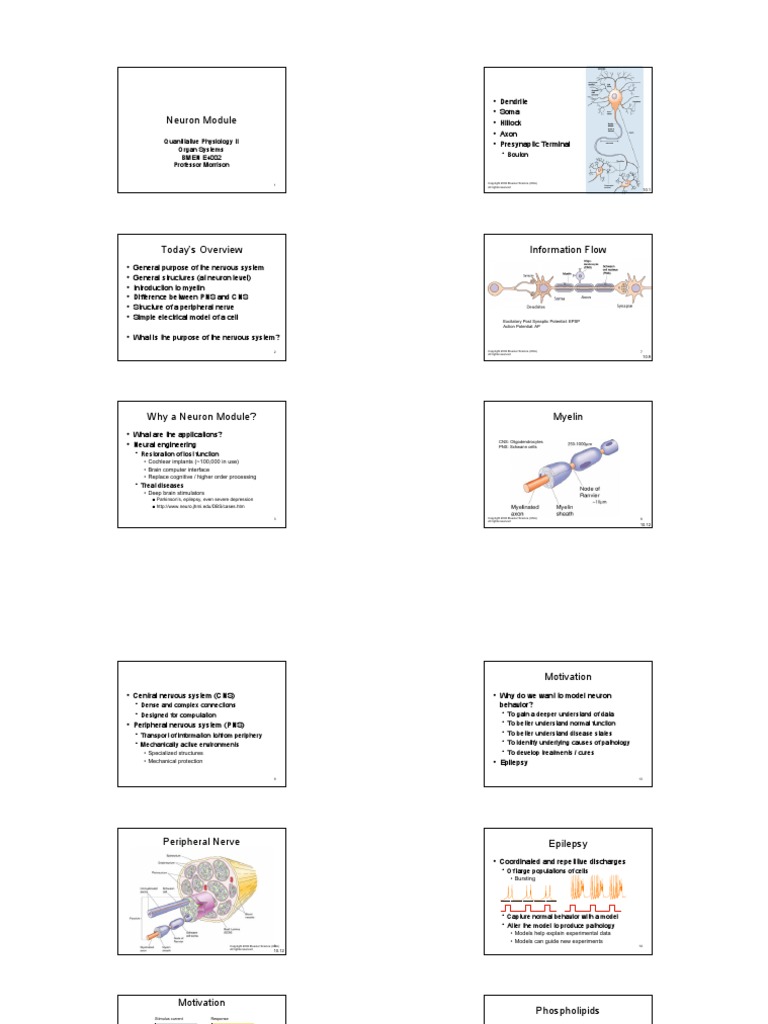 Neuron Basics Pdf Chemical Synapse Neurotransmitter