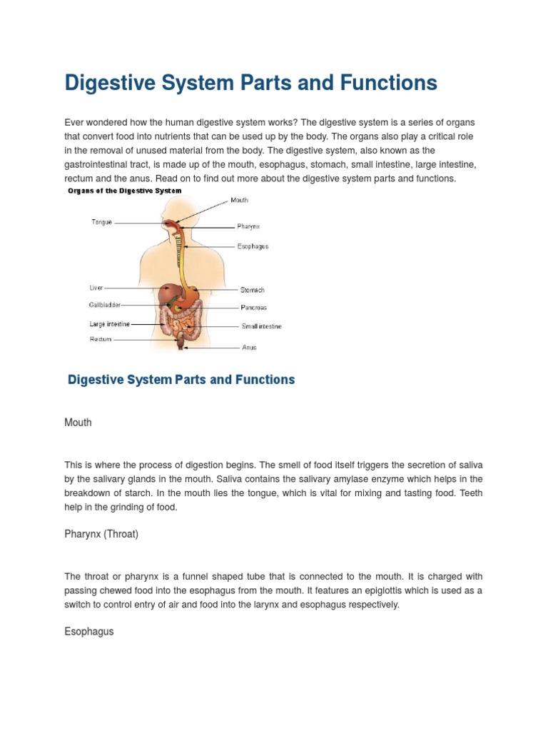 Digestive System: Parts and Functions | PDF | Human Digestive System ...