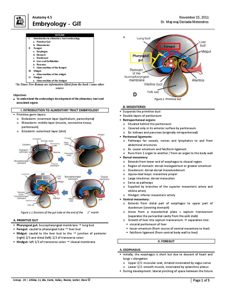 Anat 4.5 GIT Embryology Melendres | PDF | Pancreas | Gastrointestinal Tract