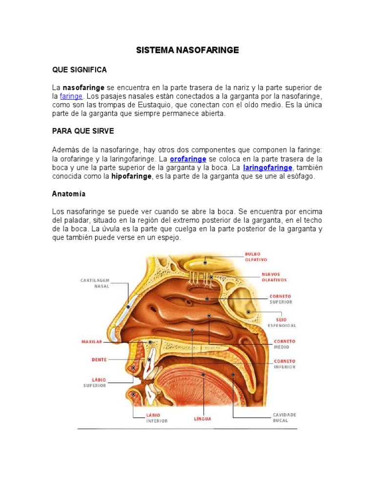 Sistema Nasofaringe | PDF | Voz humana | Biología