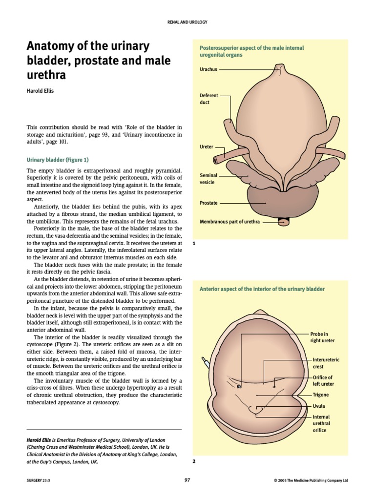Anatomy Prostate | PDF | Urinary Bladder | Abdomen