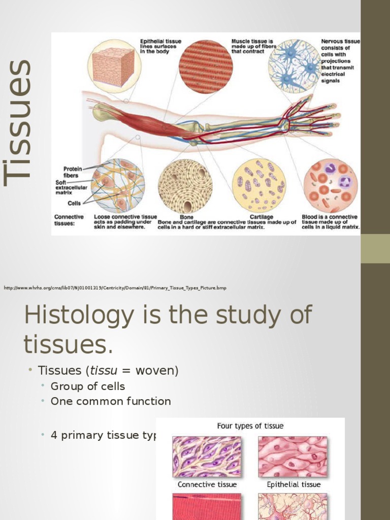 Tissues of The Human Body | PDF | Epithelium | Connective Tissue