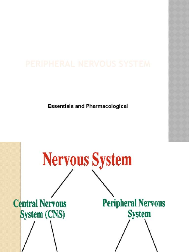 Peripheral ANS Complete A To Z | PDF | Acetylcholine | Chemical Synapse