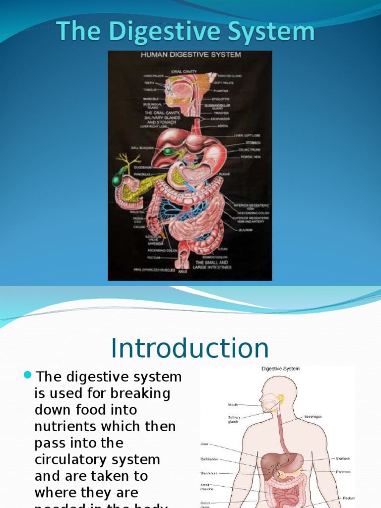 The Digestive System | PDF | Human Digestive System | Digestion