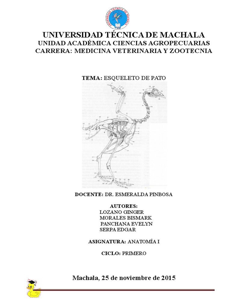 Anatomía Externa Del Pato Modelador Composite TNPCCI Hu Friedy