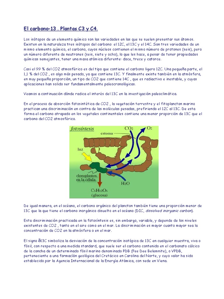 El Carbono-13 - Plantas C3 y C4 | PDF | Carbón | Océanos