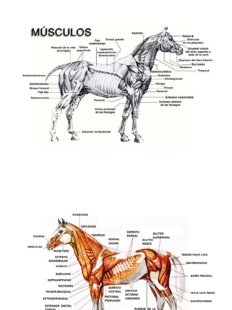 Anatomia Caballo | PDF