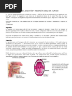 Digestión: Bolo, Quimo y Quilo | PDF | Digestión | Tracto gastrointestinal