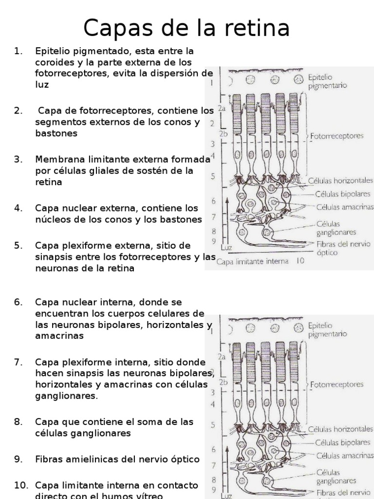 Capas de La Retina | Percepción visual | Retina