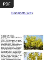 Kalachuchi Tree: A Filipino Legacy | PDF