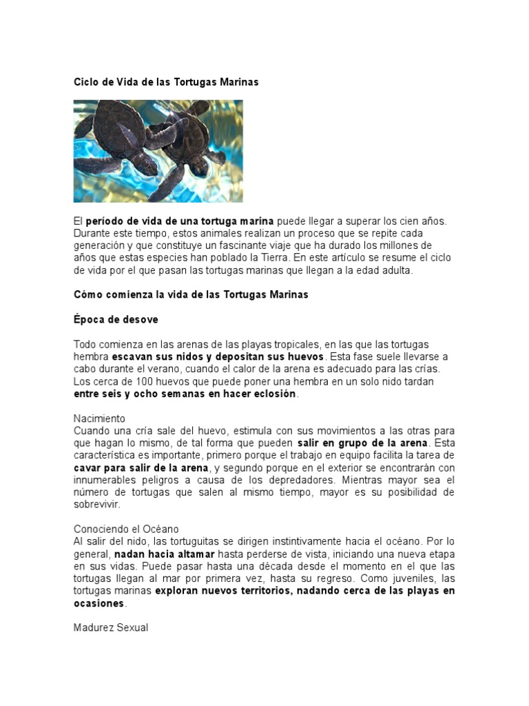 Ciclo de Vida de las Tortugas Marinas | PDF | Tortuga marina | Tortuga