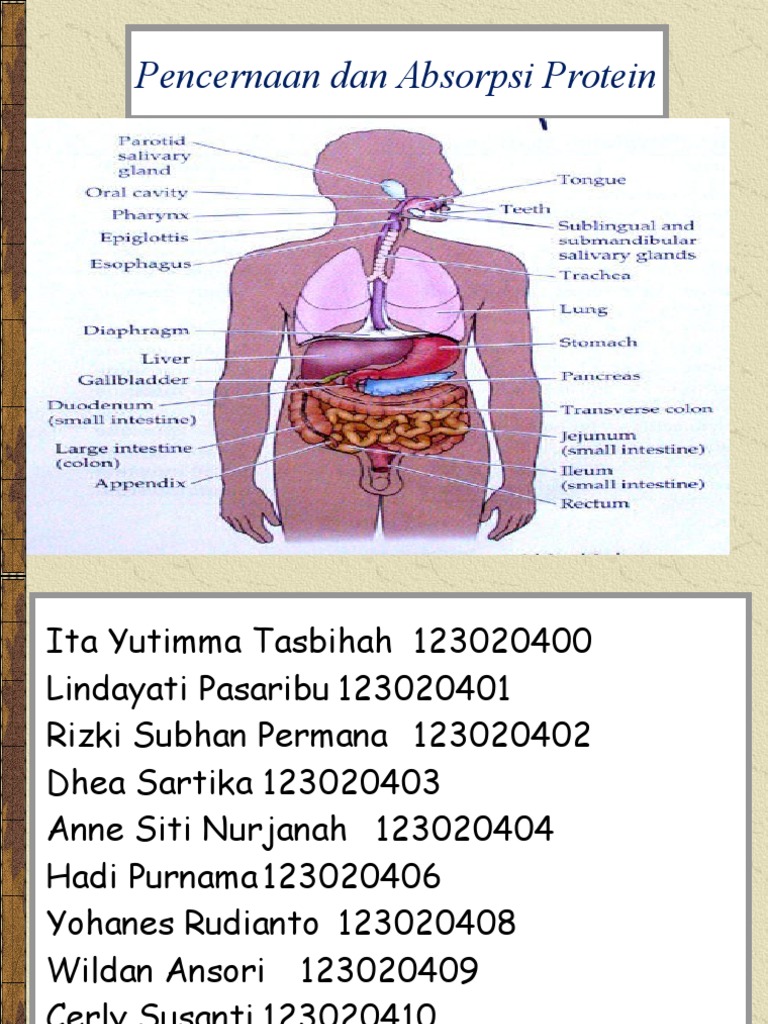 Proses Pencernaan dan Absorpsi Protein | PDF