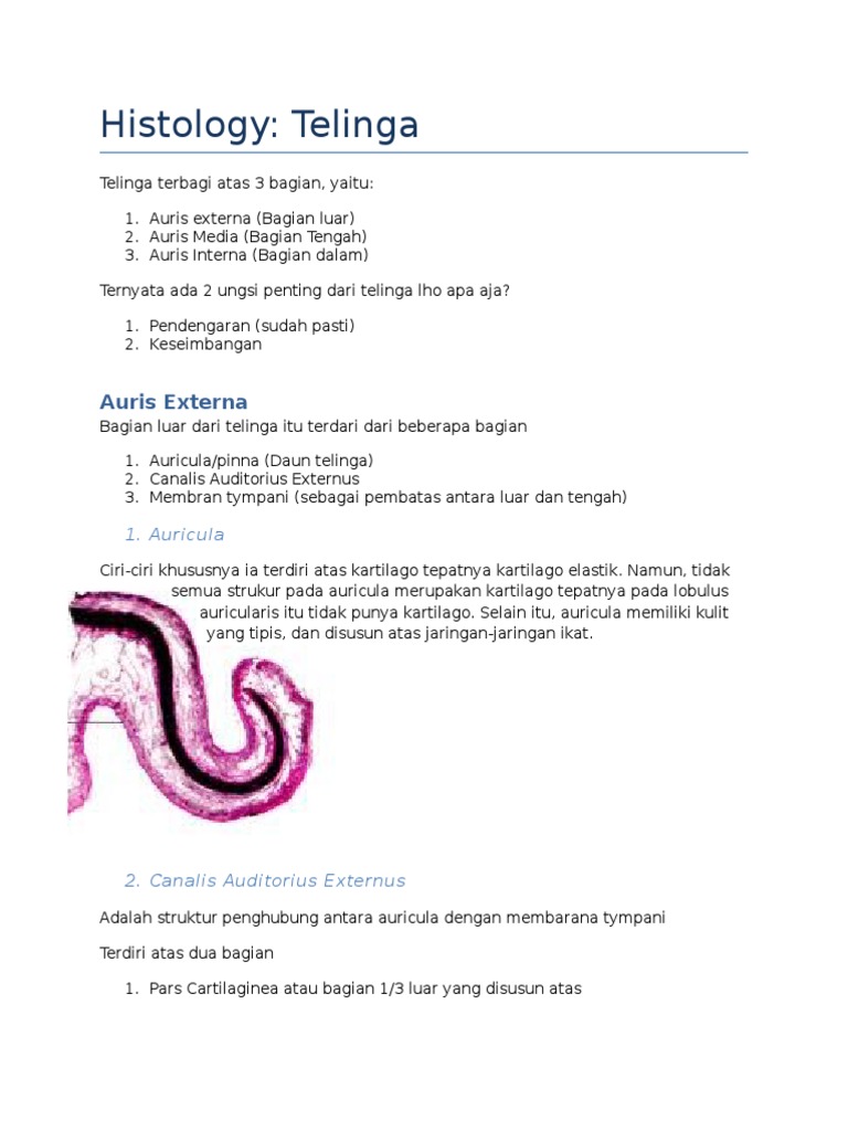 Histologi Telinga: Auricula dan Fungsi | PDF