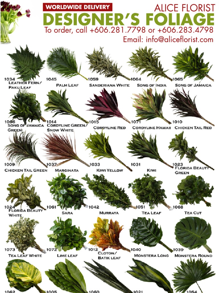 Alice Florist Designer's Foliage Catalog | PDF