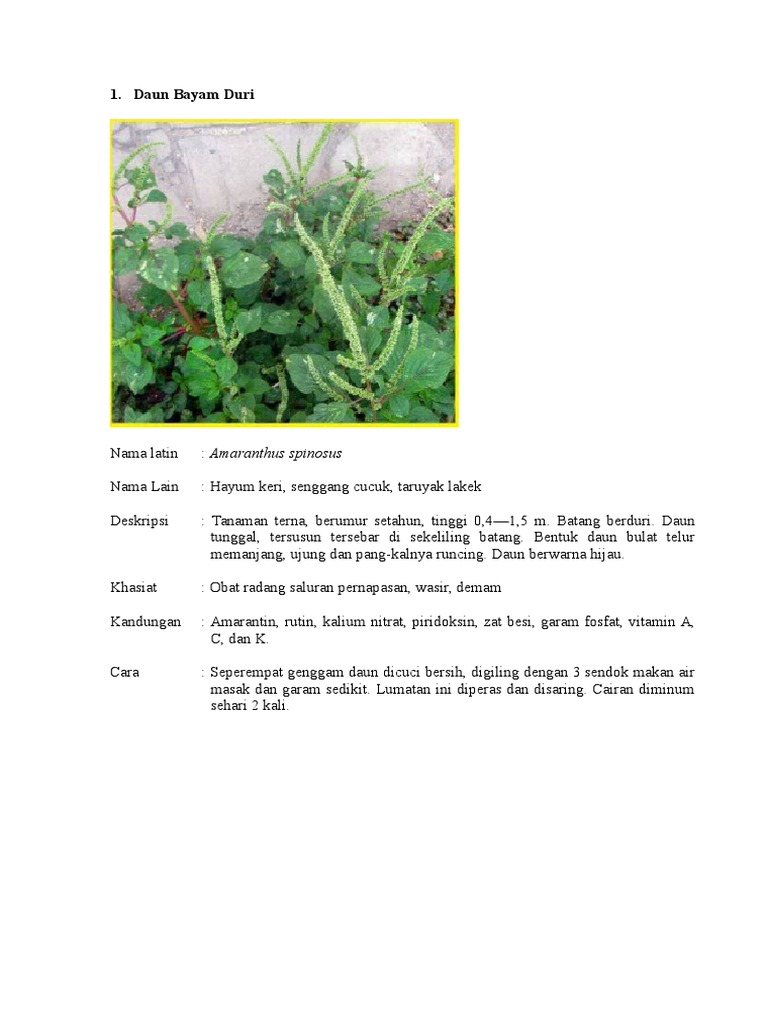 Daun Bayam Duri | PDF | Kesehatan Holistik | Sains & Matematika