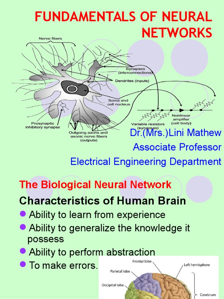 Fundamentals of Neural Networks | PDF | Neuron | Axon