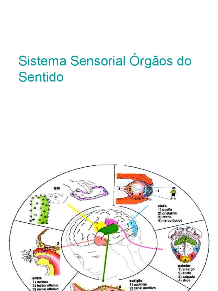 Sistema Sensorial Novo | PDF