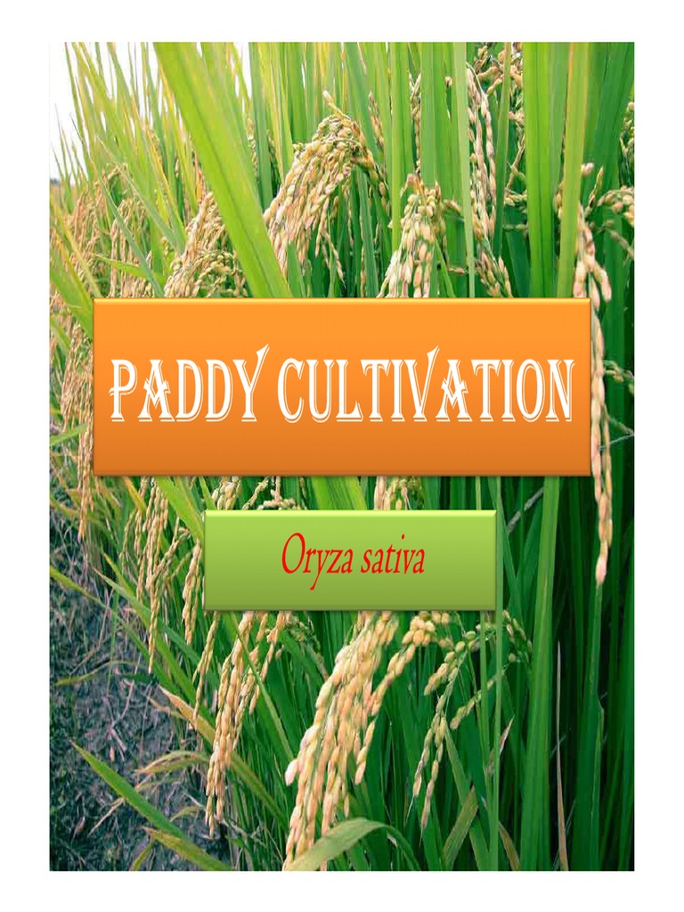 Paddy Cultivation GVHSS MANANTHAVADY | PDF | Plant Nursery | Rice