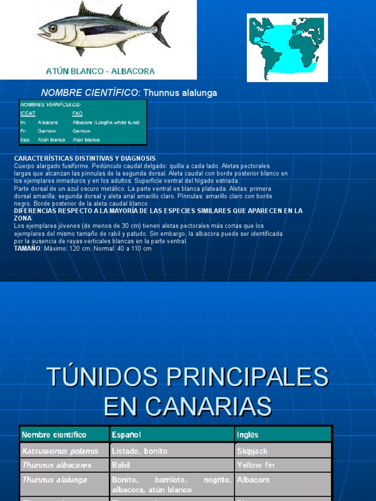 Características y pesca de túnidos en Canarias | PDF | Atún | Peces y ...