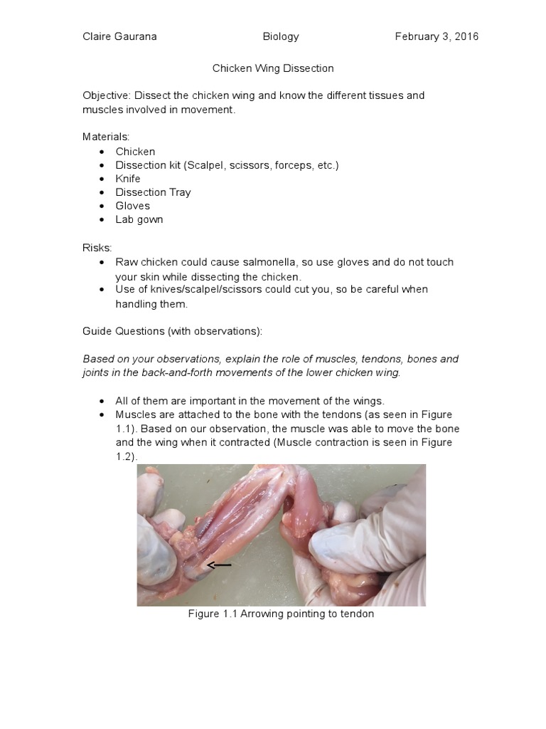 Chicken Wing Dissection | Muscle Contraction | Muscle