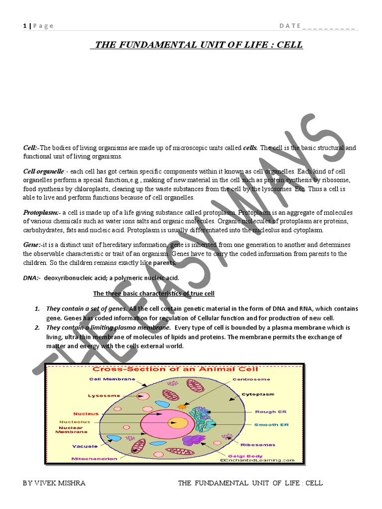 The Fundamental Unit of Life | PDF | Cell Membrane | Cell (Biology)