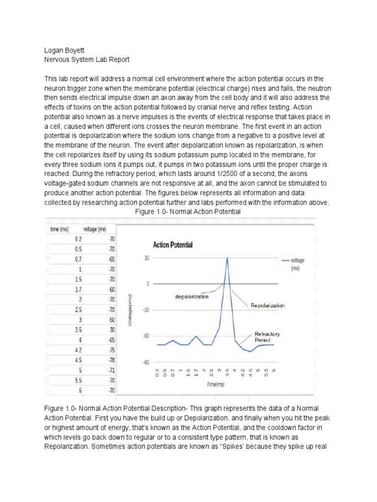 Action Potential and Nervous System Lab | PDF | Depolarization | Action ...