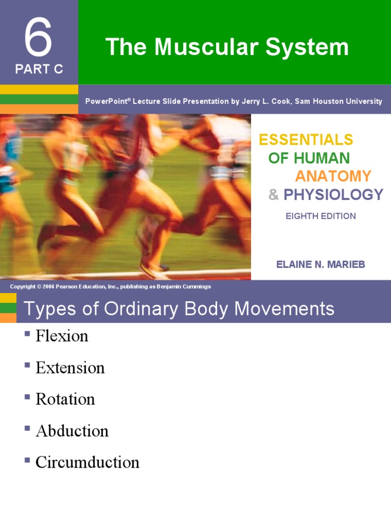 Anatomy Muscular System Body Movement | PDF | Anatomical Terms Of ...