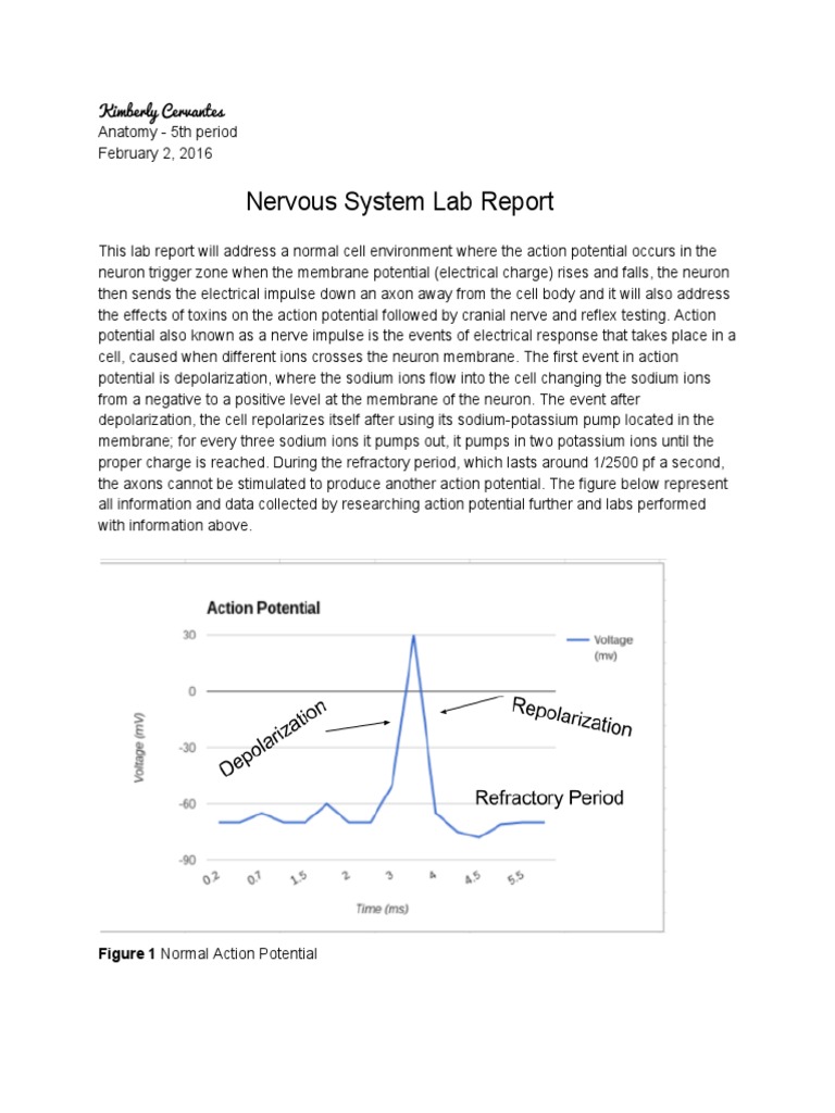 Nervous System Lab Report: Figure 1 | PDF | Depolarization | Action ...