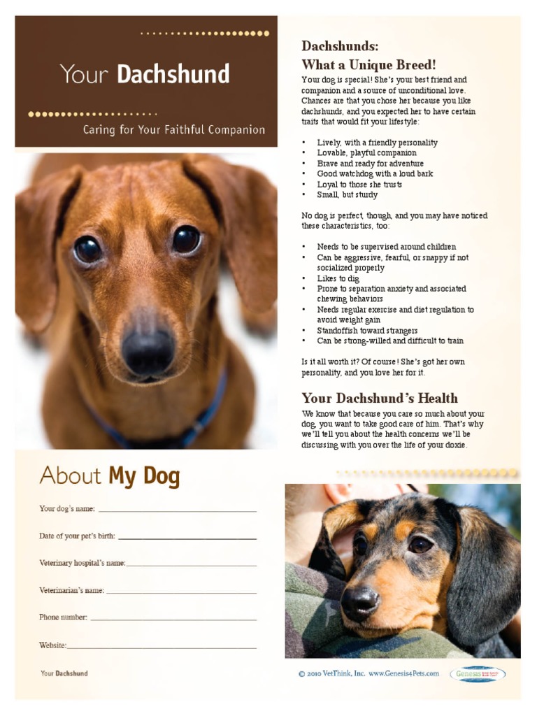 Your Dachshund | Download Free PDF | Hair Loss | Neutering