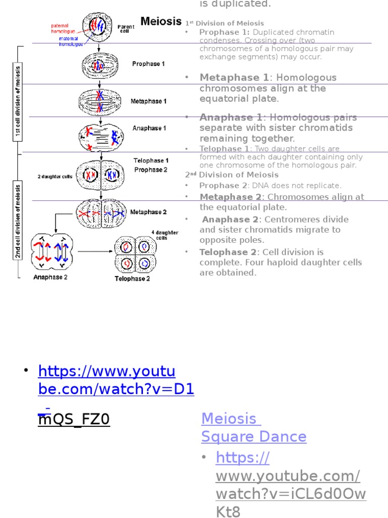 Meiosis Notes Pdf
