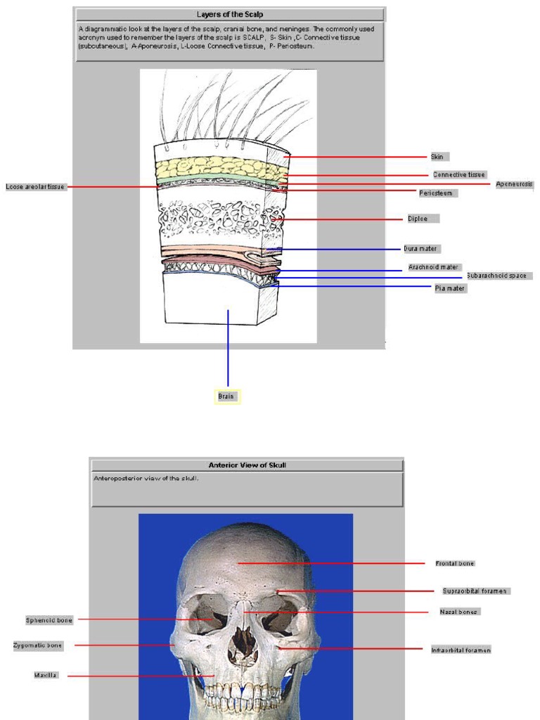 Regio Colli | PDF | Estudios de idiomas extranjeros