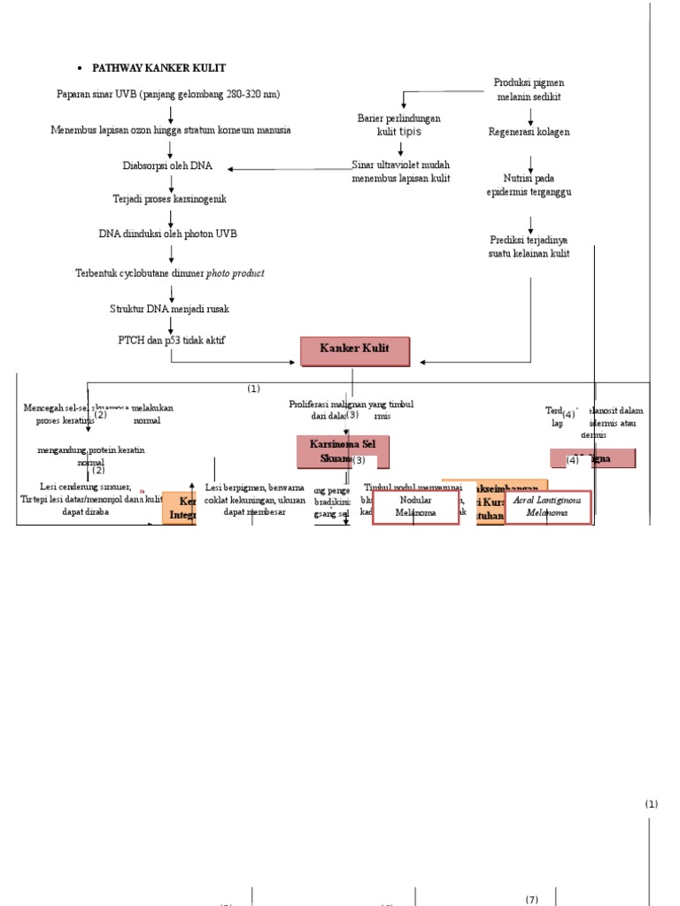 Pathway Kanker Kulit Fix | PDF