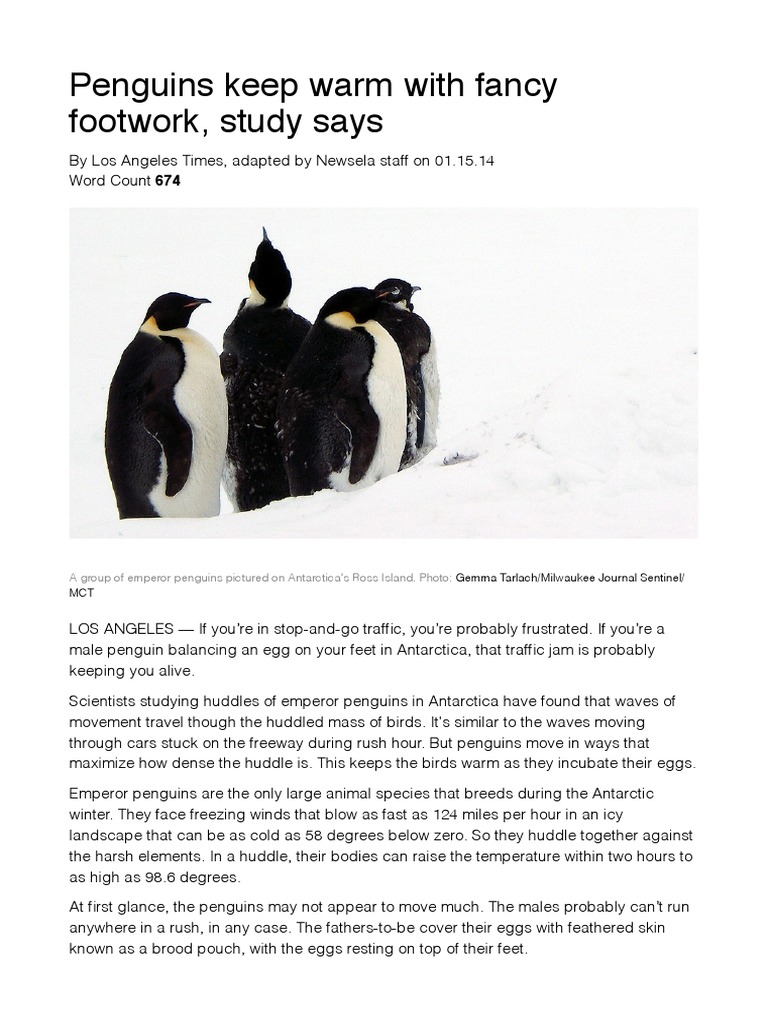 Penguin Article | Penguin | Antarctica