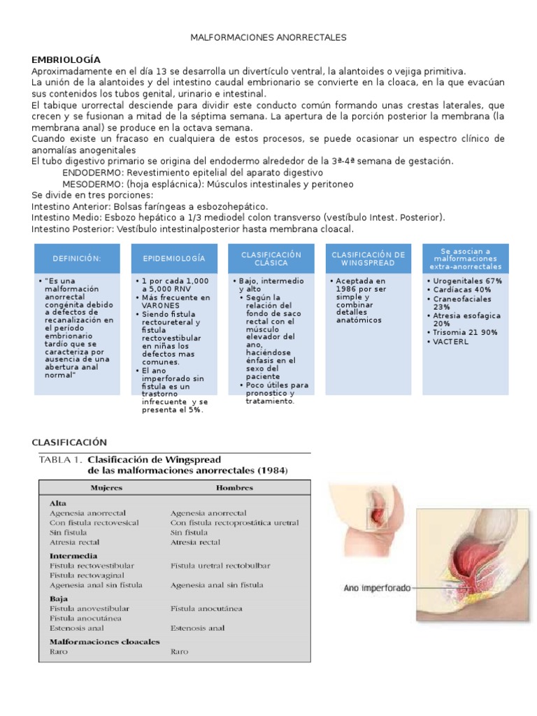 Malformaciones Anorrectales | PDF | Sistema digestivo humano ...