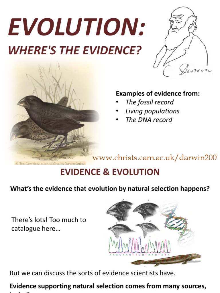 Evidence of Evolution Explained | PDF | Evolution | Genetics