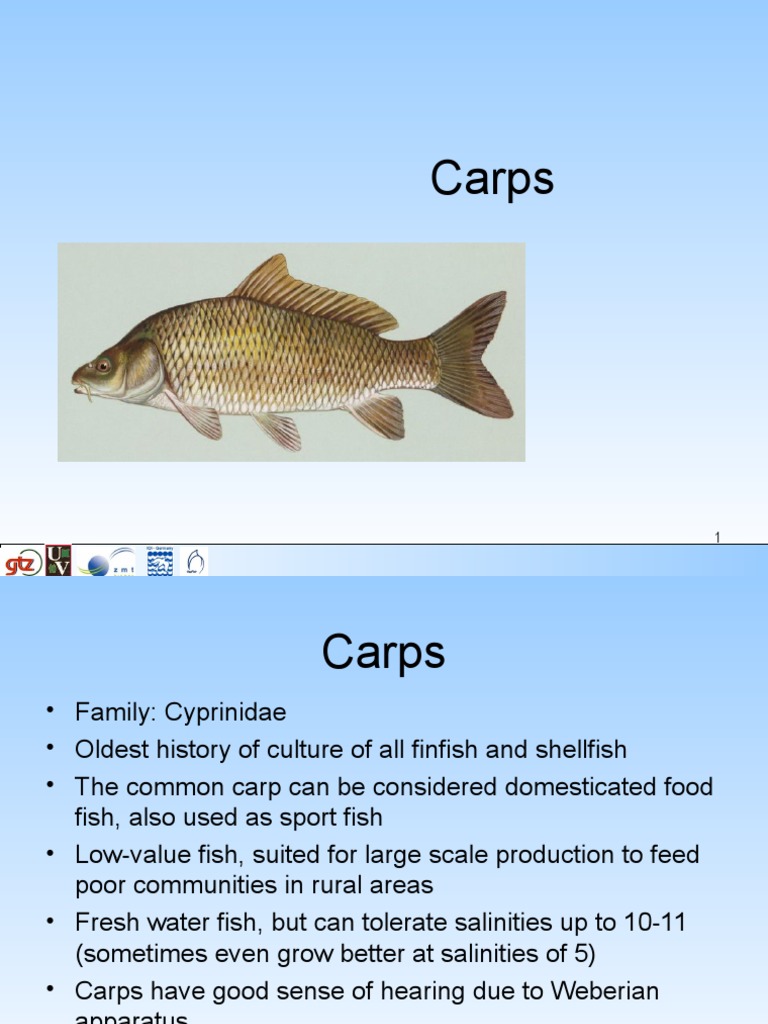 An Overview of Carp Aquaculture: Species, Culture Techniques, Feeding ...