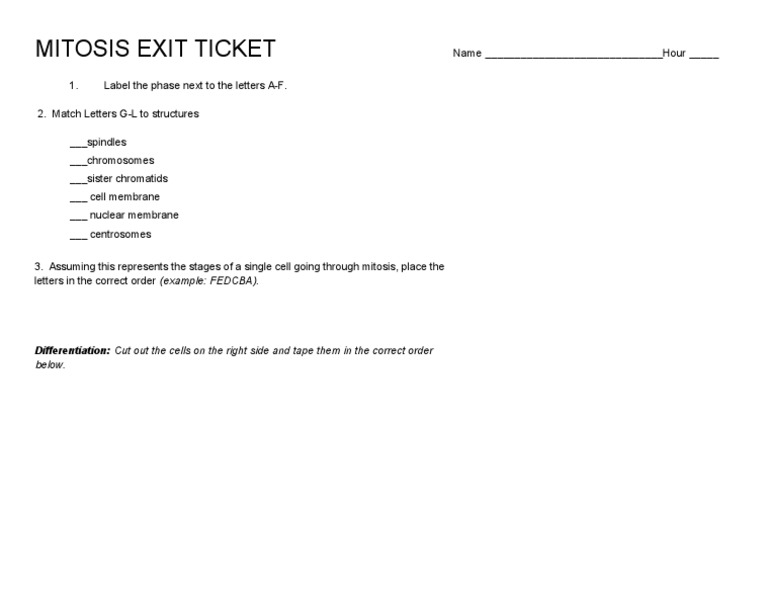 Mitosis Exit Ticket Activity | PDF