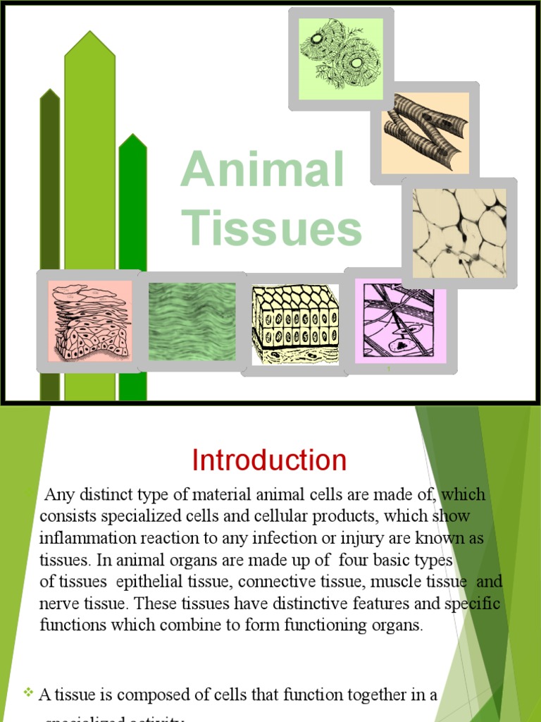 Animal Tissue | PDF | Epithelium | Tissue (Biology)