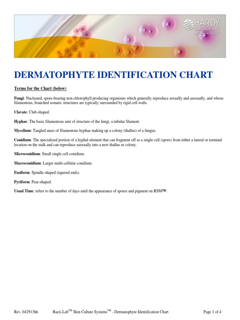 Dermatophyte Identification Chart | Download Free PDF | Fungus | Mycology