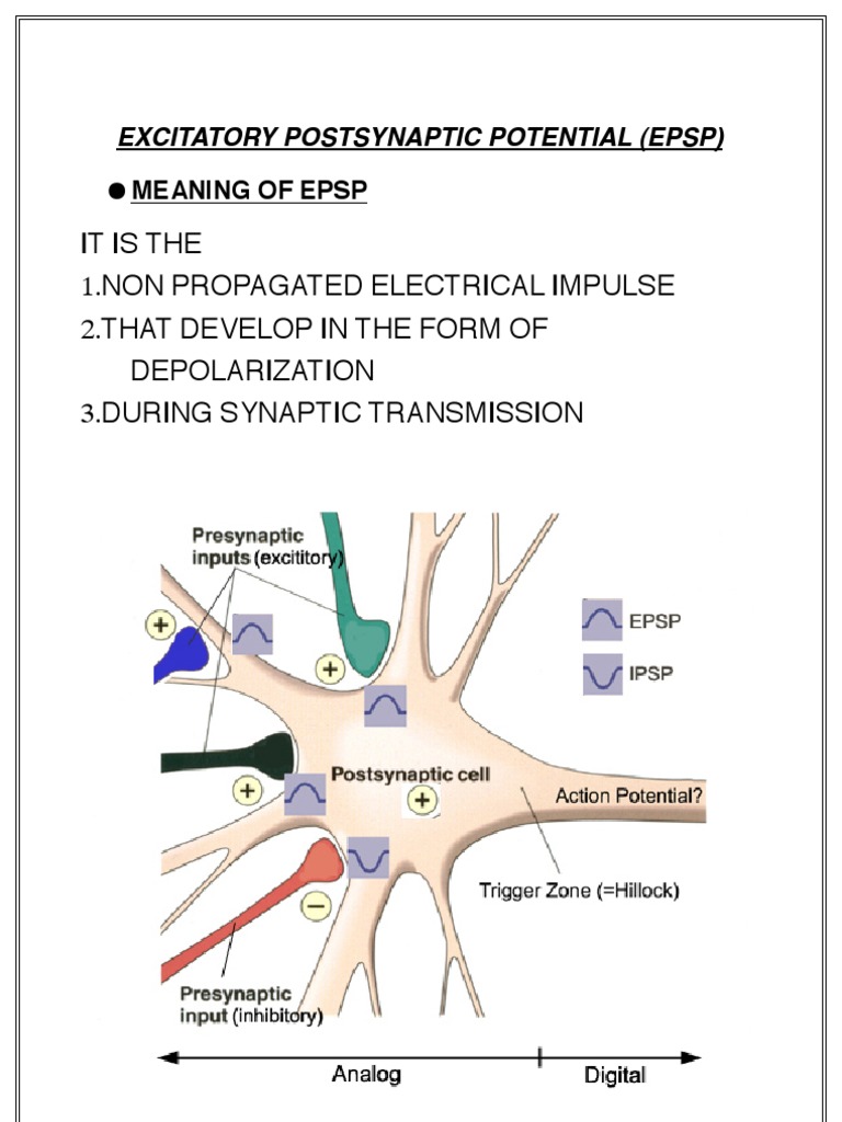 Epsp and Ipsp | PDF