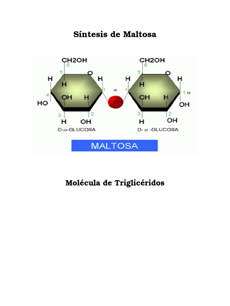 Síntesis de Maltosa | PDF