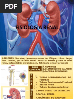Función del túbulo contorneado distal | PDF | Riñón | Biología Celular